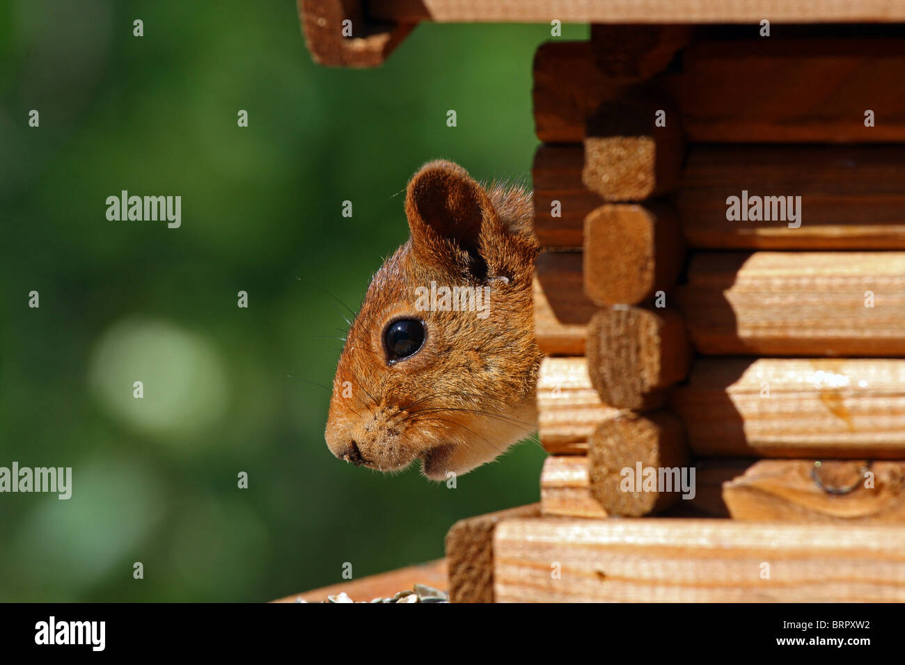 Red Squirrel (sciurus vulgaris) - on bird table Stock Photo - Alamy