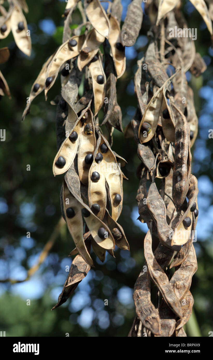 Seeds and pods of a laburnum tree Stock Photo - Alamy