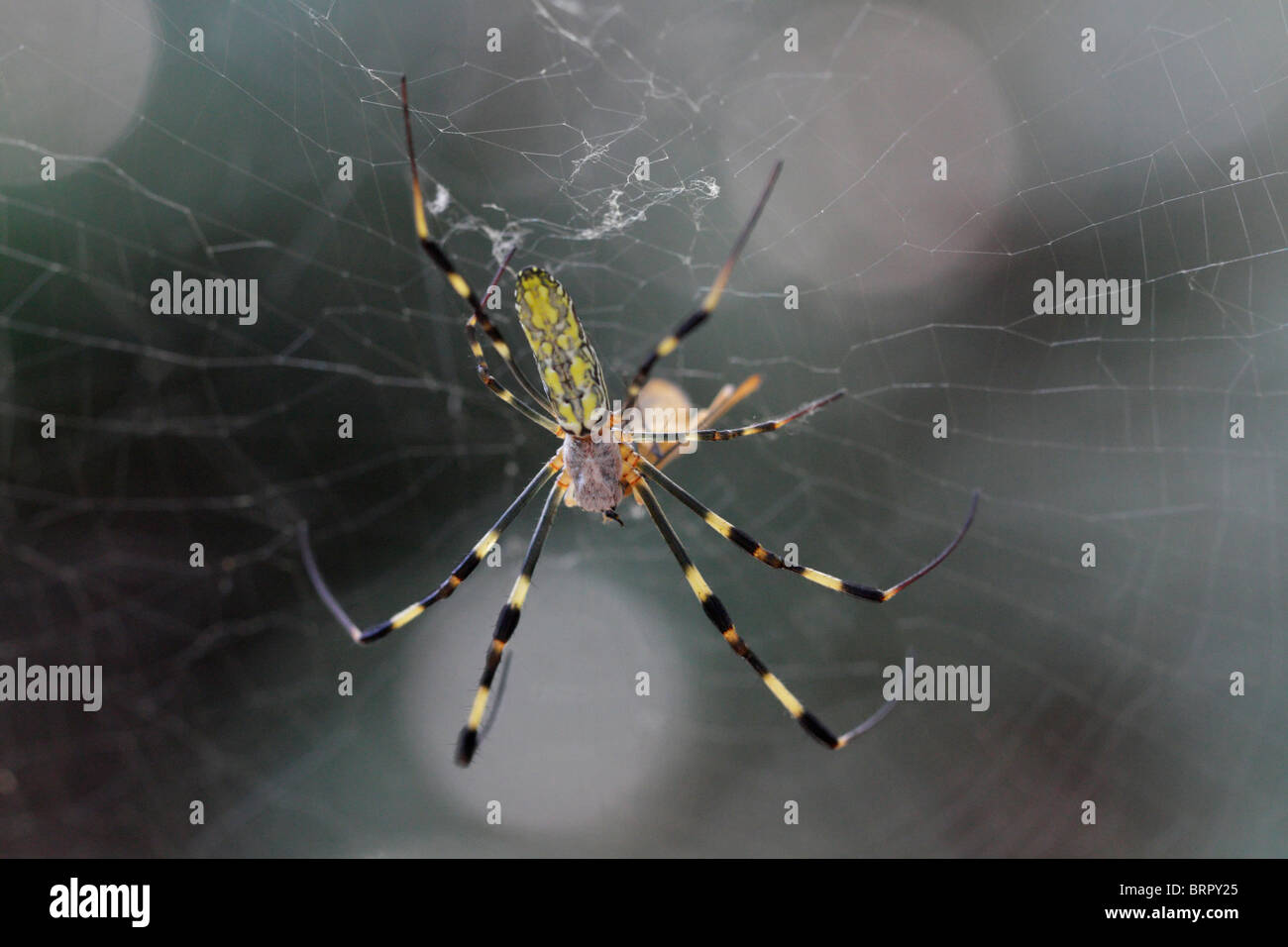 Male Nephila Clavata