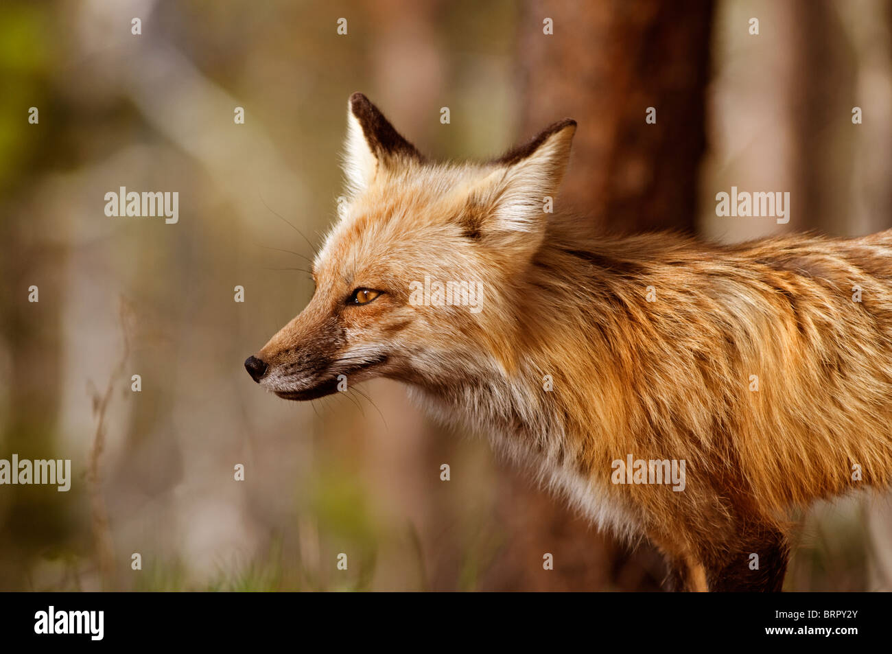 Red fox in Colorado Stock Photo - Alamy