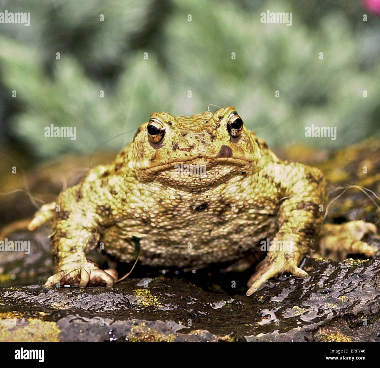 TOAD COMMON TOAD Bufo bufo Stock Photo - Alamy TOAD COMMON TOAD Bufo bufo Stock Photo - Alamy