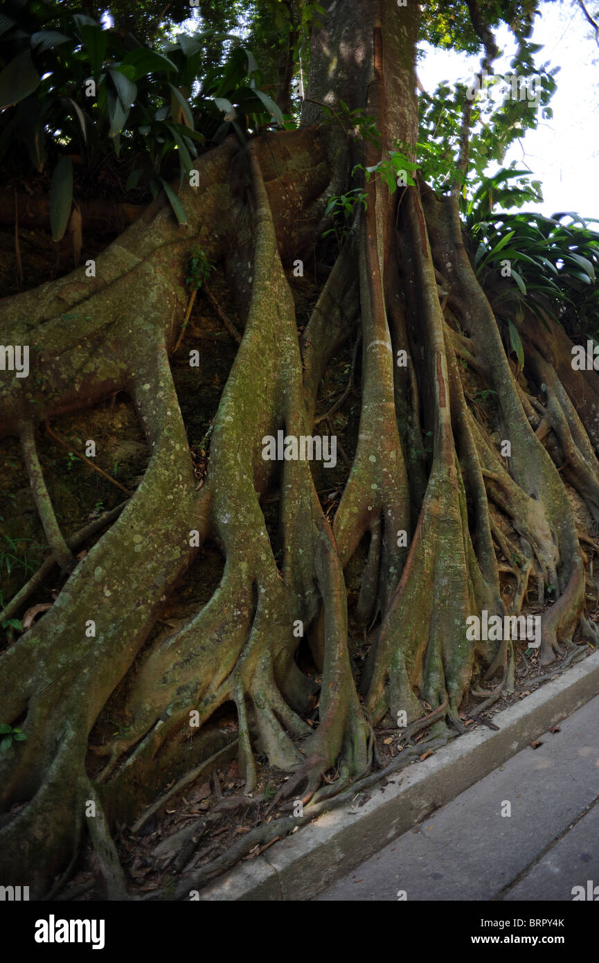 Huge tree roots on the Corcovado mountain Stock Photo - Alamy