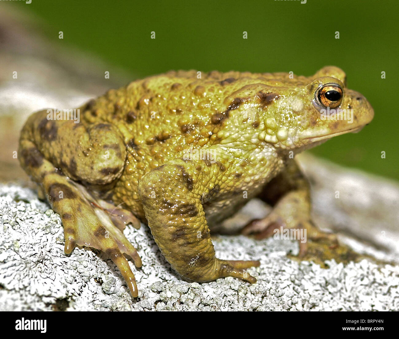 TOAD COMMON TOAD Bufo bufo Stock Photo - Alamy TOAD COMMON TOAD Bufo bufo Stock Photo - Alamy