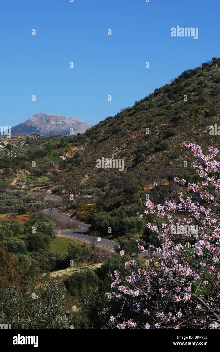Road winding through the countryside, Near Ardales, Malaga Province ...