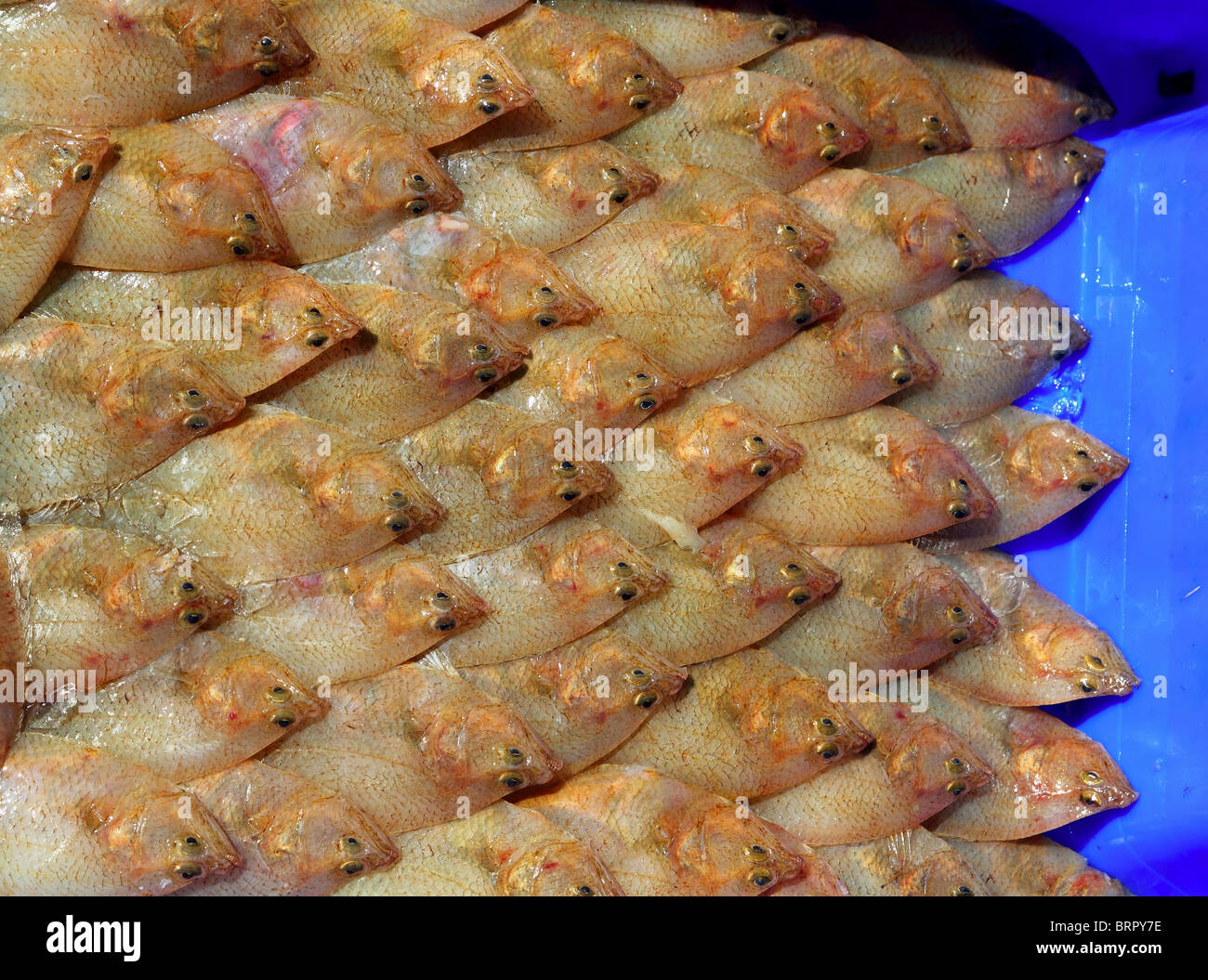 Many fish hi-res stock photography and images - Alamy