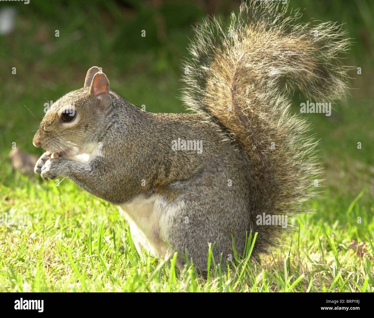 Squirrel grey squirrel sciurus carolinensis Stock Photo - Alamy