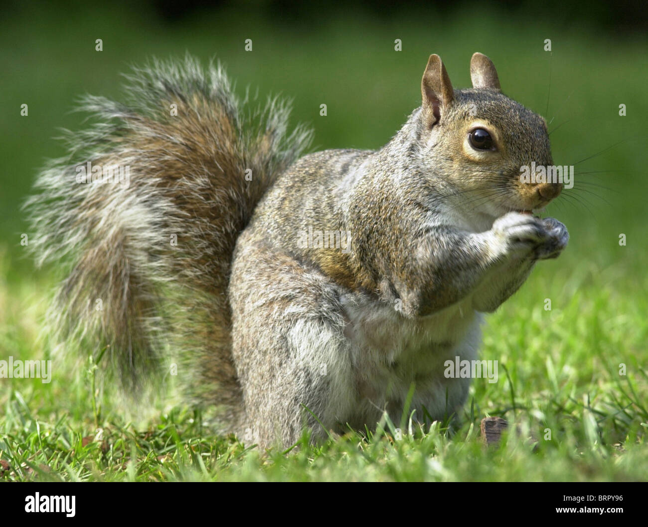 British grey squirrel hi-res stock photography and images - Alamy