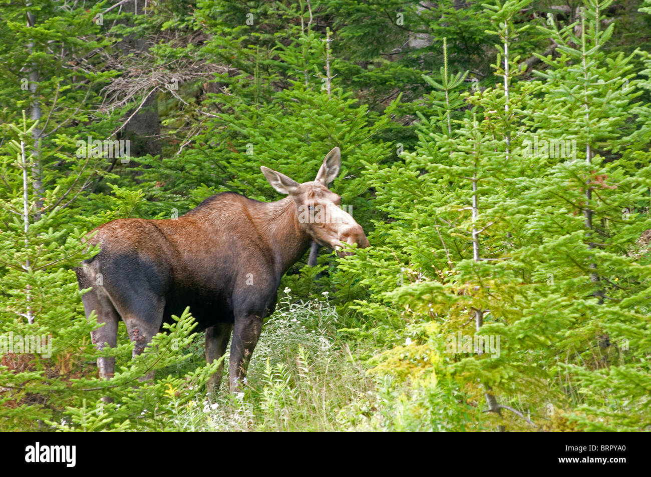 Young moose eating spruce boughs looking at the camera Stock Photo - Alamy