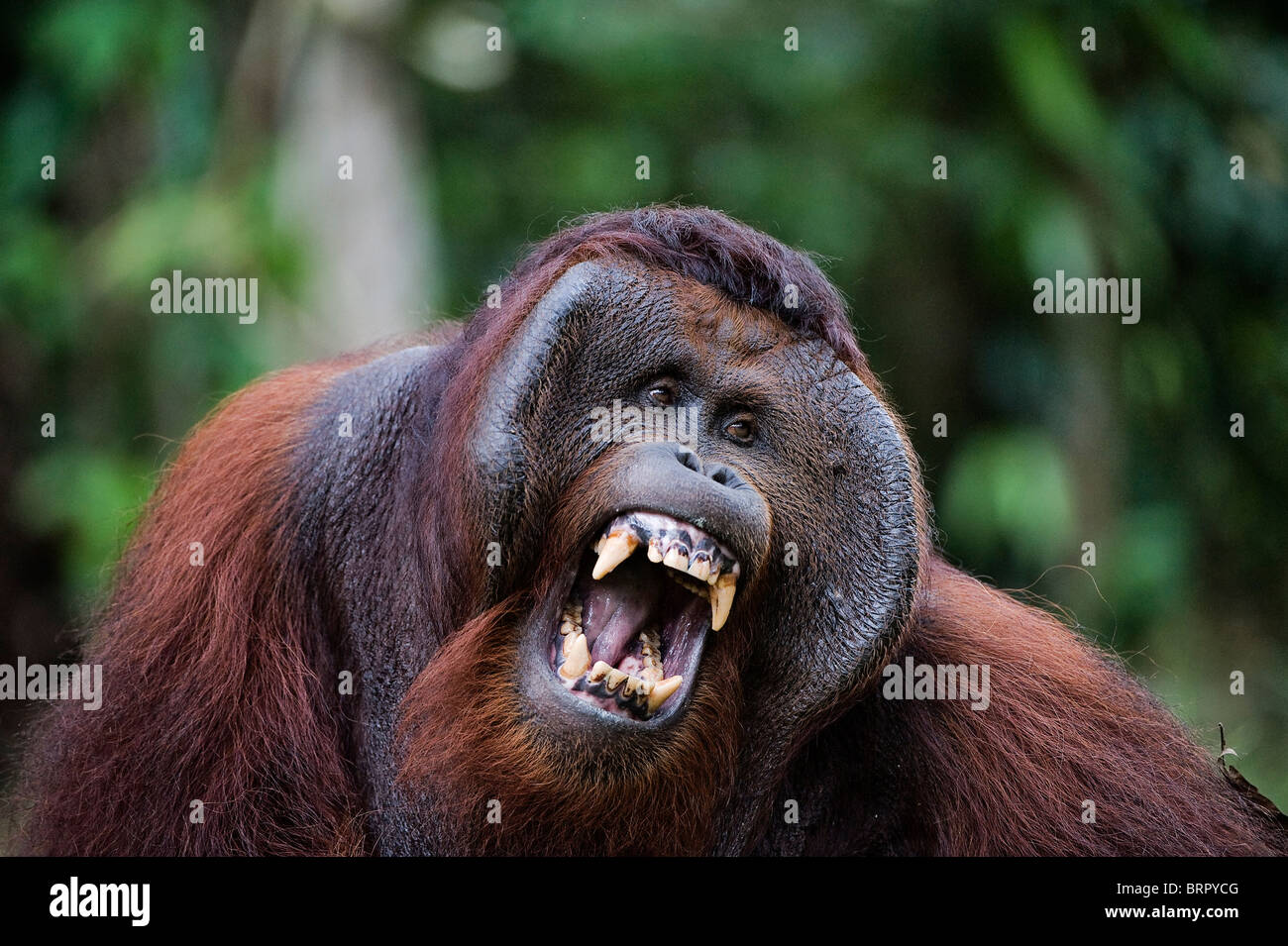 Angry Monkey High Resolution Stock Photography and Images - Alamy