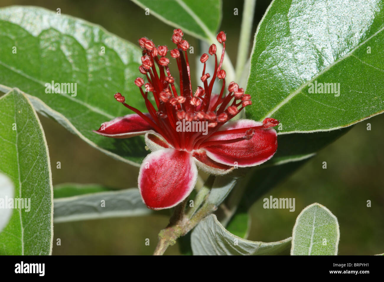 Acca sellowiana hi-res stock photography and images - Alamy
