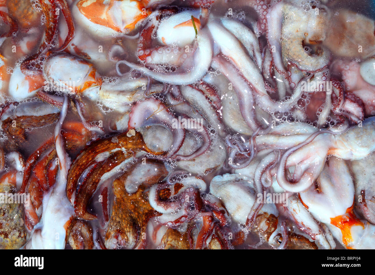 Octopus catch pattern from mediterranean sea fish market Stock Photo ...