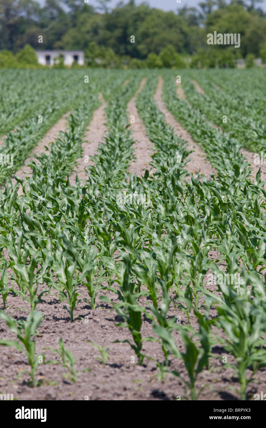 Corn field usa hi-res stock photography and images - Alamy