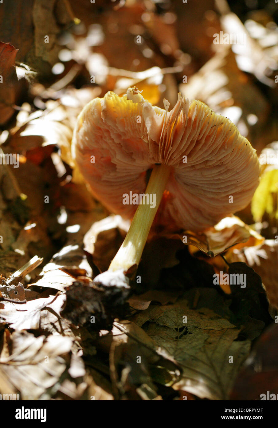 Yellow Shield, Pluteus chrysophaeus (syn. P. Luteovirens), Pluteaceae ...