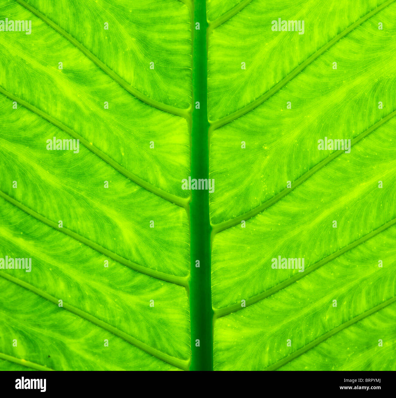 Tropical Leaf With Veins Stock Photo - Alamy