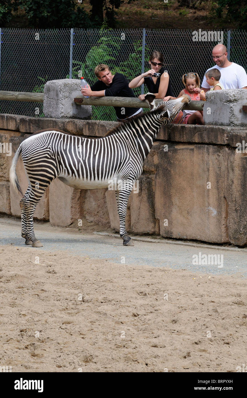 Stock photo of Zebras at La Palmyre zoo in France Stock Photo - Alamy