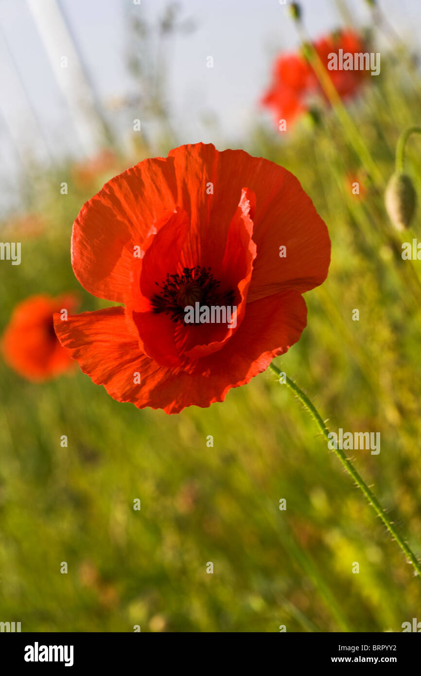 Forg hi-res stock photography and images - Alamy