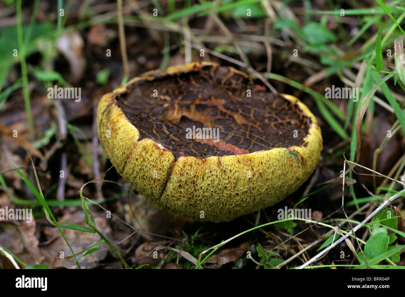 Boletus chrysenteron hi-res stock photography and images - Alamy
