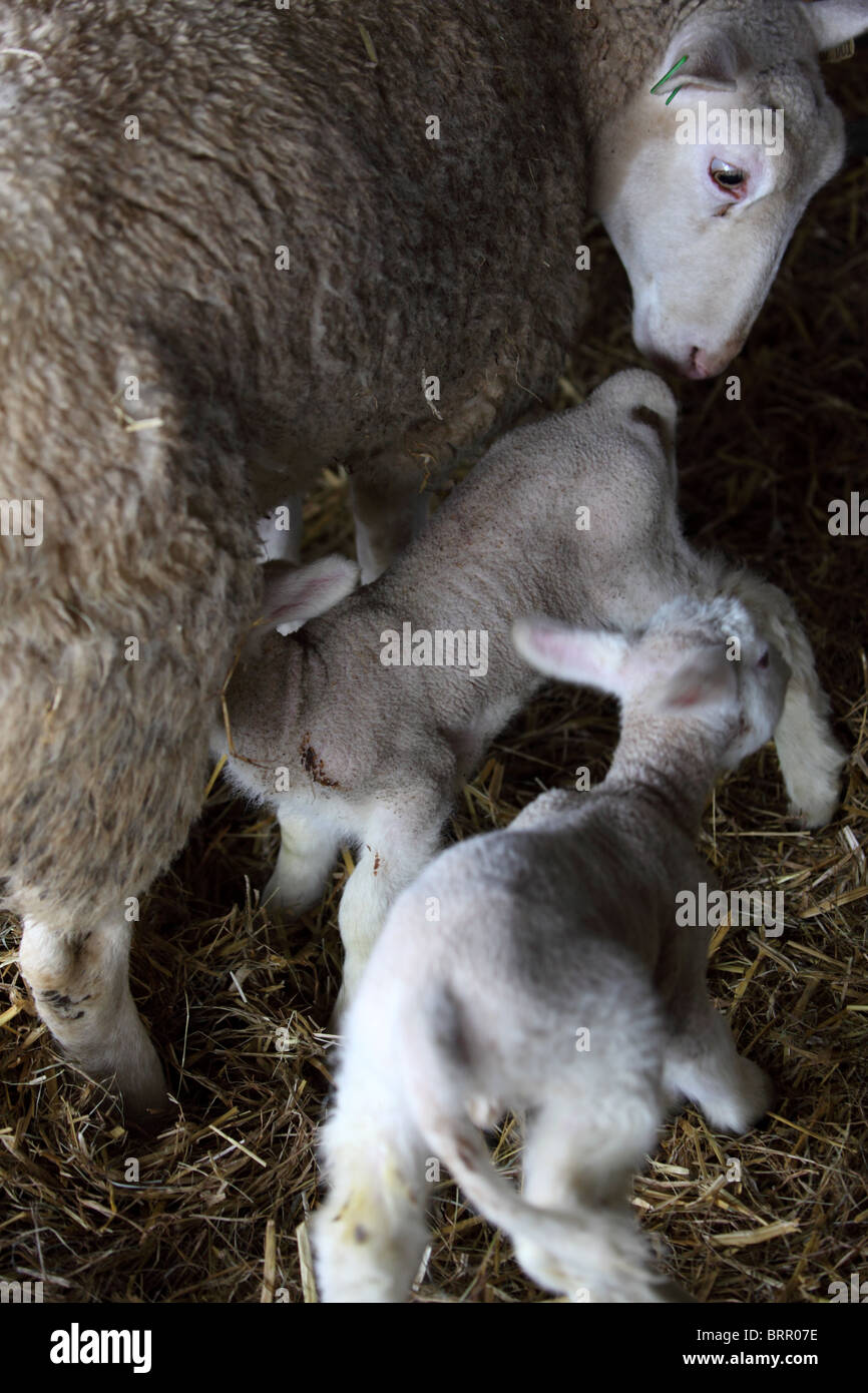 Berrichon Sheep High Resolution Stock Photography and Images - Alamy