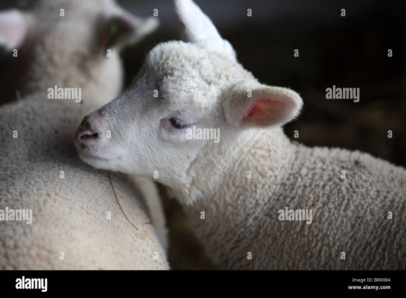 Berrichon du cher sheep lambs Stock Photo - Alamy