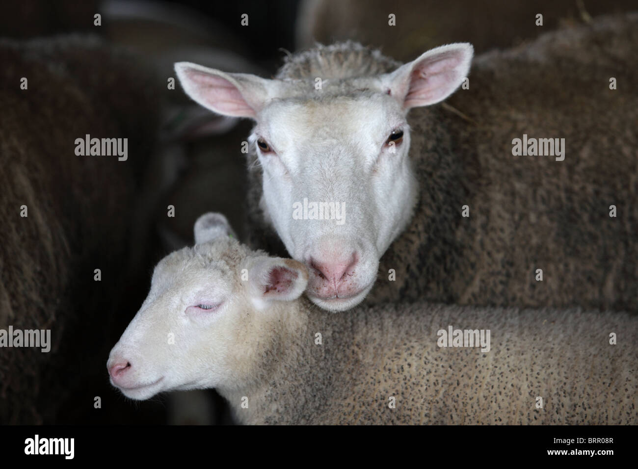 Berrichon du cher sheep with her lamb at a farm in England Stock Photo ...