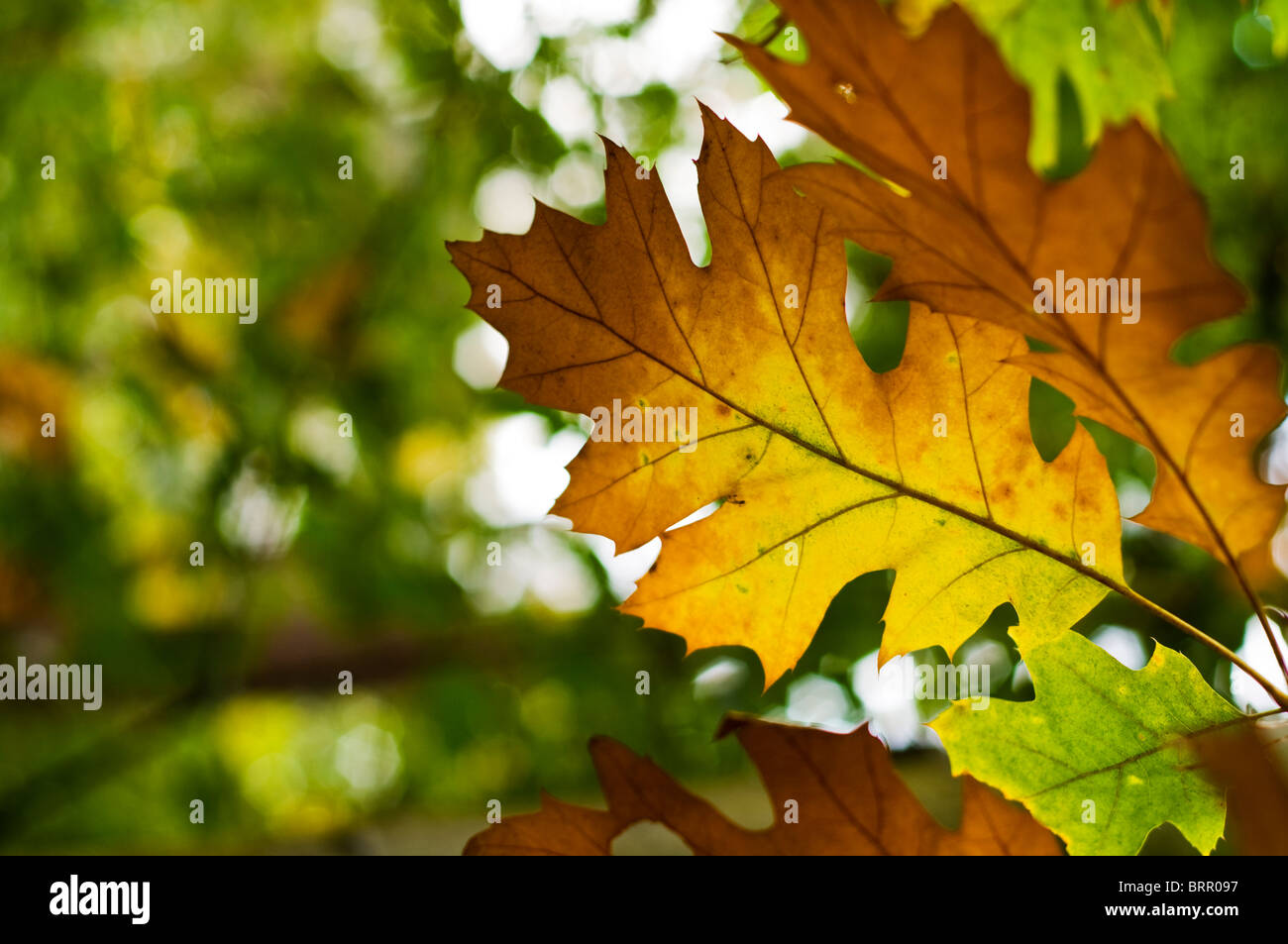 Autumn leaves changing colour Stock Photo - Alamy