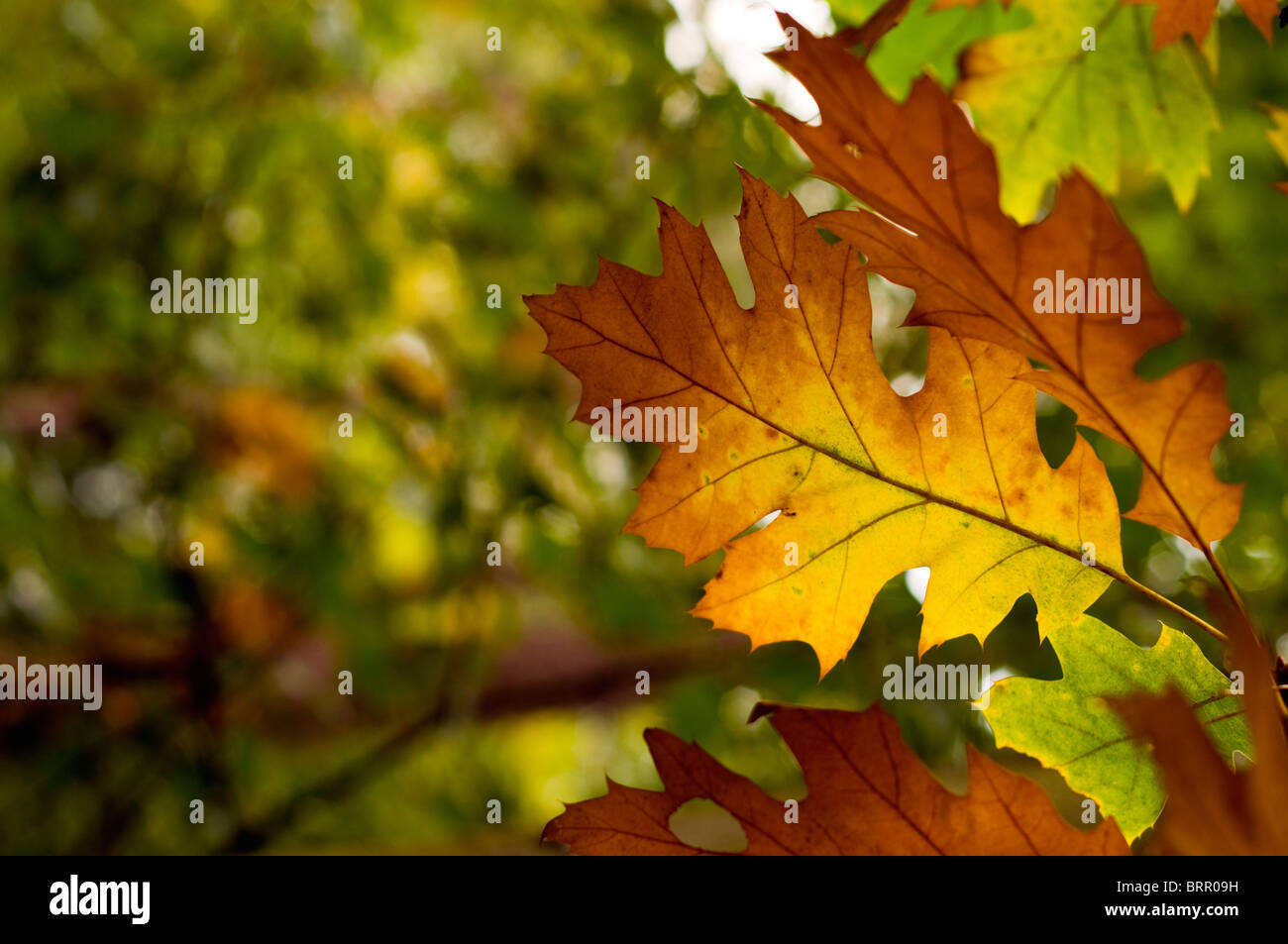 Autumn leaves changing colour Stock Photo - Alamy