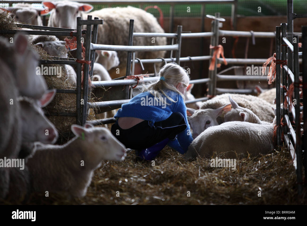 Berrichon du cher sheep Stock Photo - Alamy