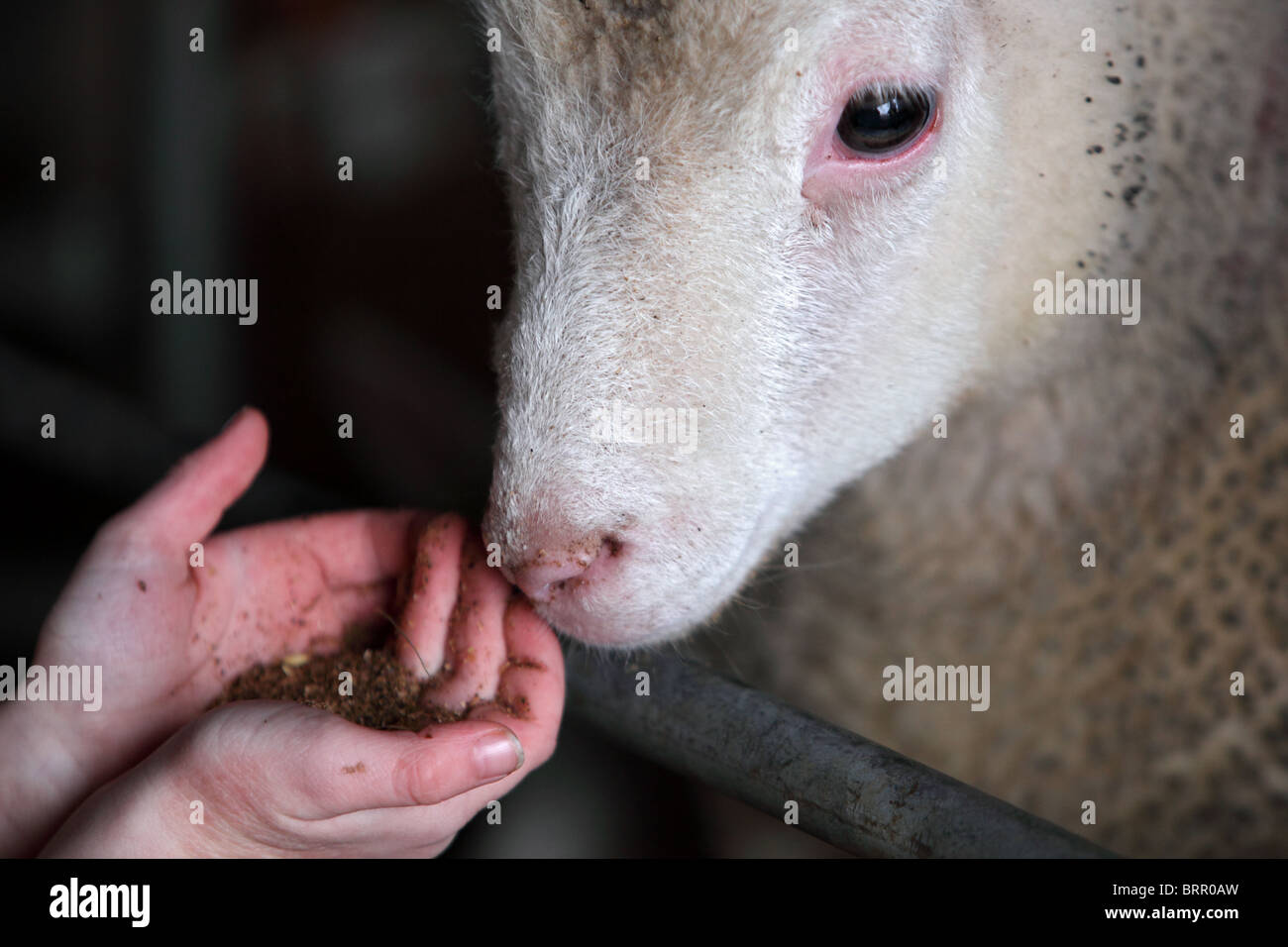 Berrichon du cher sheep Stock Photo - Alamy