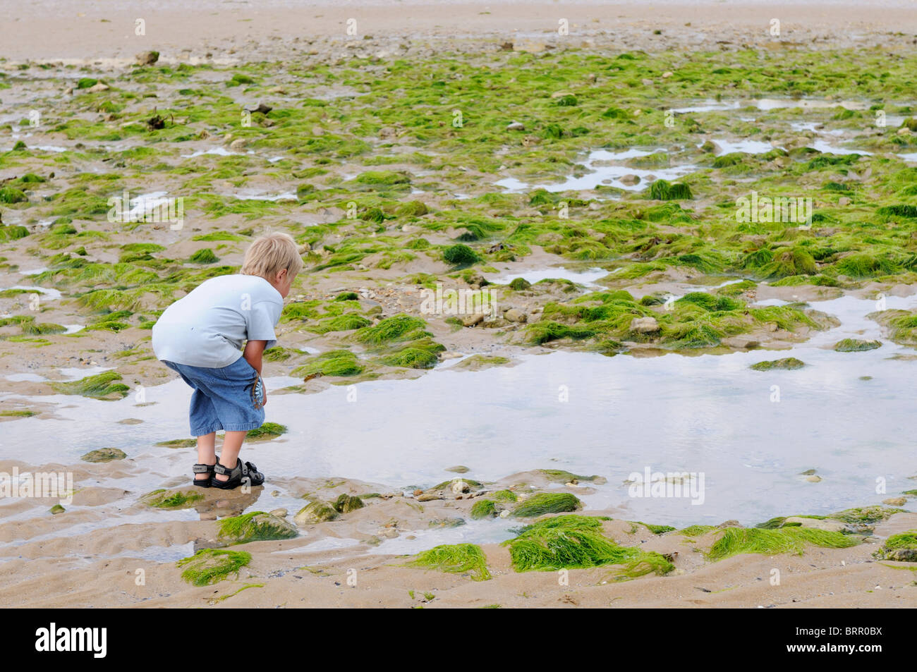 Stock photo of child looking into a rockpool Stock Photo - Alamy