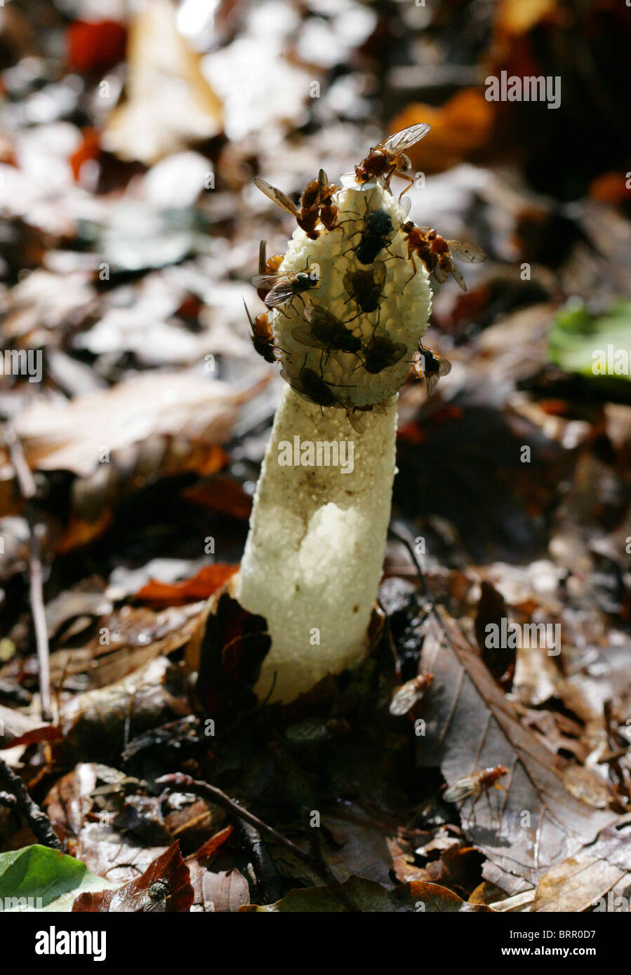 Stinkhorn Fungus, Phallus impudicus, Phallaceae Stock Photo - Alamy