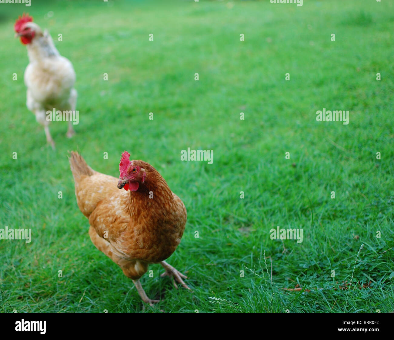 Inquisitive chickens hi-res stock photography and images - Alamy
