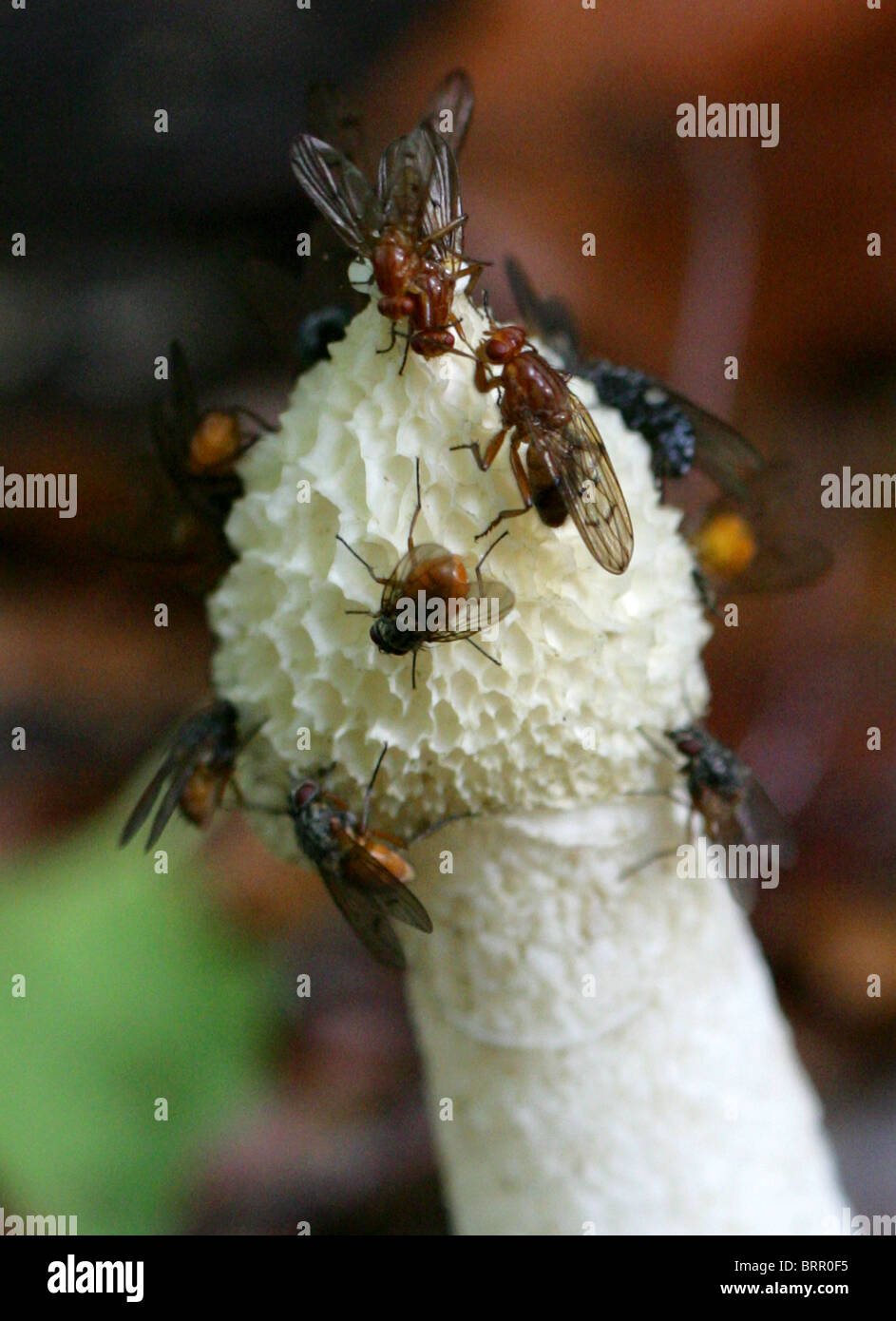 Stinkhorn Fungus, Phallus impudicus, Phallaceae Stock Photo - Alamy