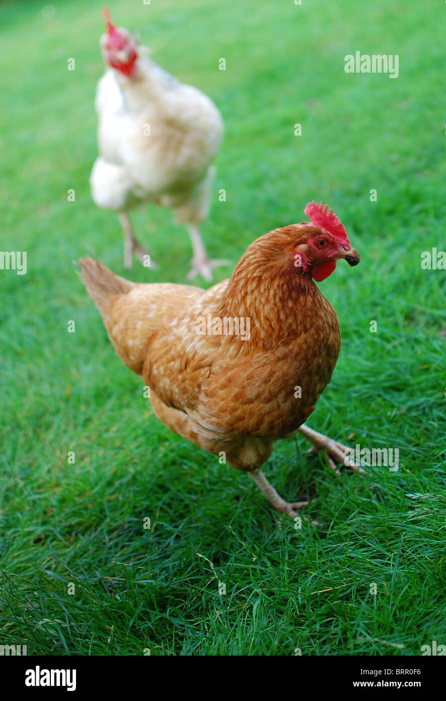 Free running chickens hi-res stock photography and images - Alamy
