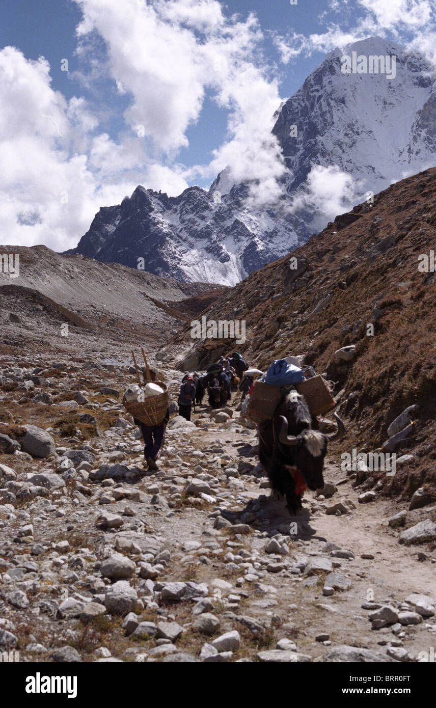 Yak train on the Everest Base Camp path, Nepal Stock Photo - Alamy