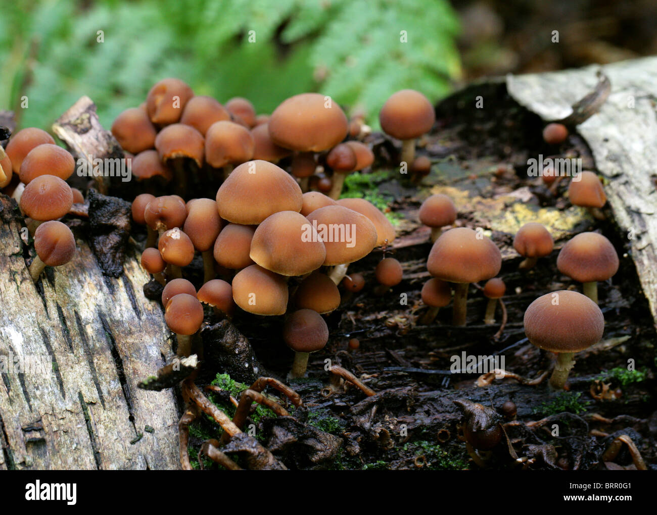 Simocybe sumptuosa, Cortinariaceae. Syn. Agrocybe sumptuosa, Naucoria ...