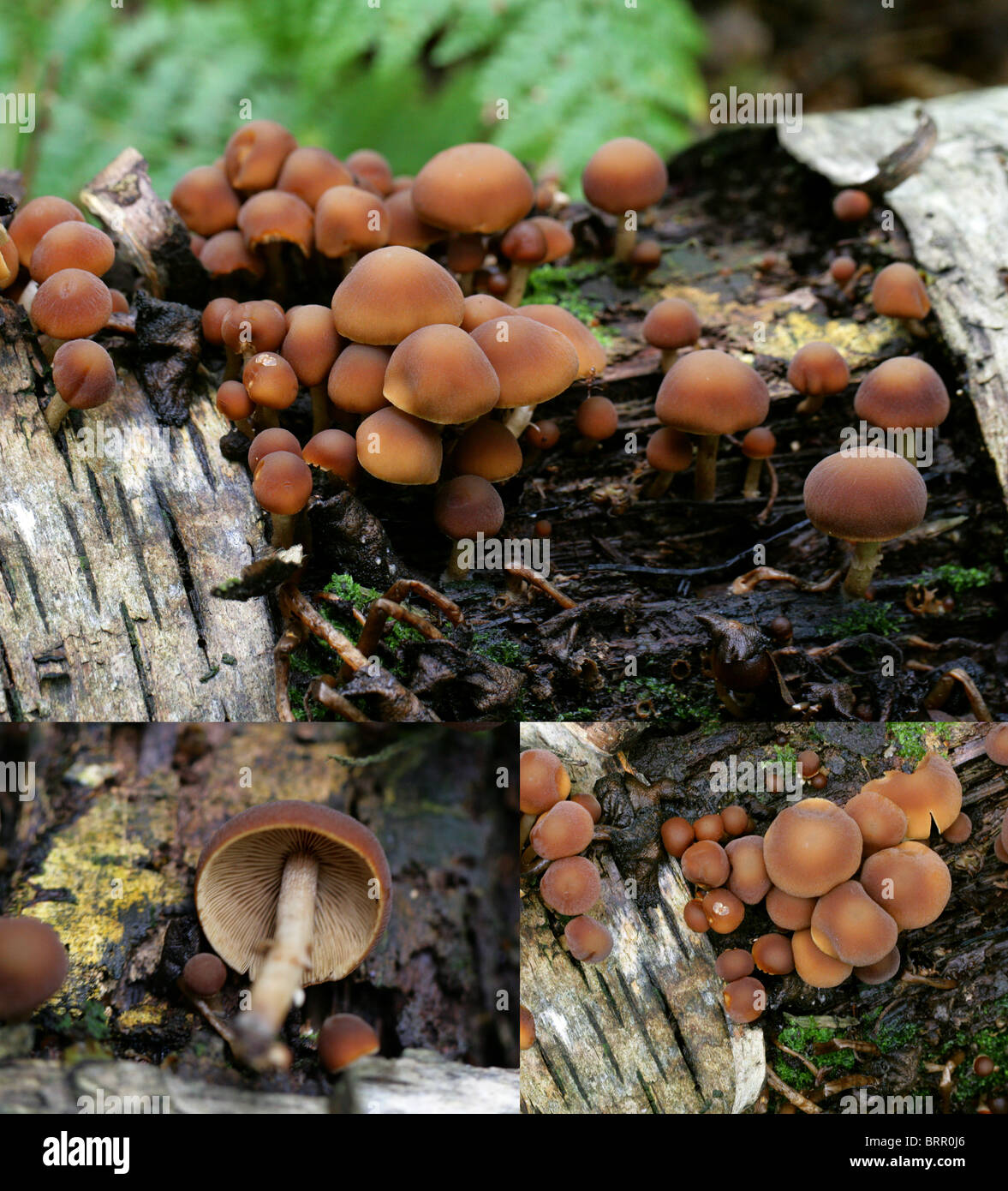 Simocybe sumptuosa, Cortinariaceae. Syn. Agrocybe sumptuosa, Naucoria ...