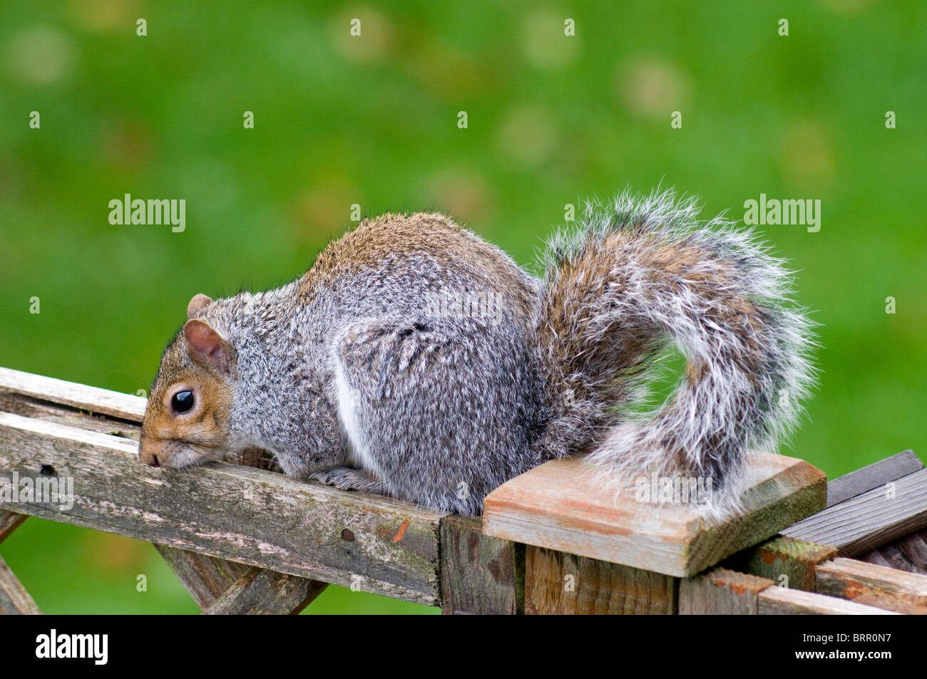 Vermin fence hi-res stock photography and images - Alamy
