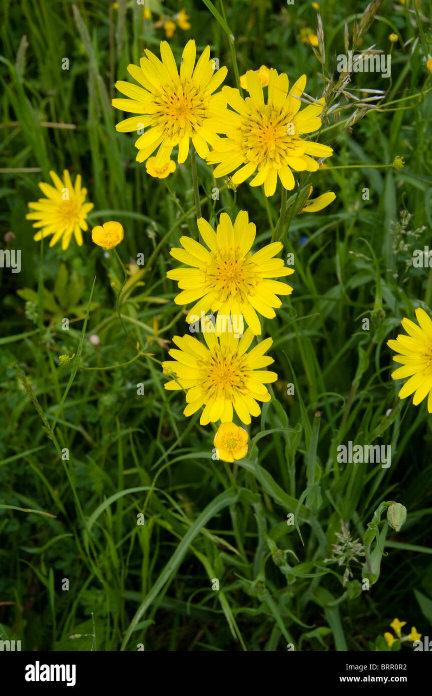 Alpine Flowers;Alpine Meadow Stock Photo - Alamy