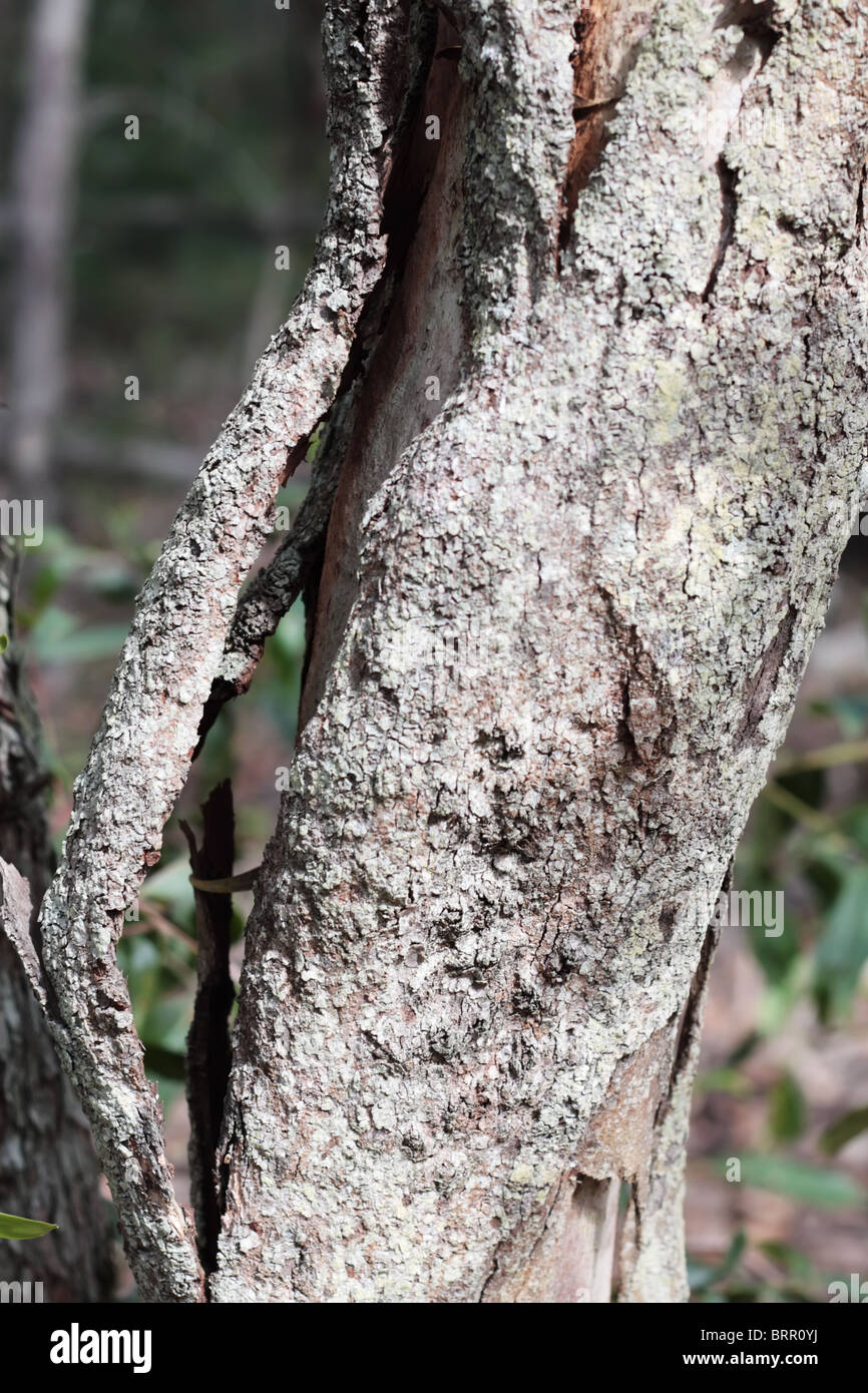 Bark of a Tree Stock Photo - Alamy