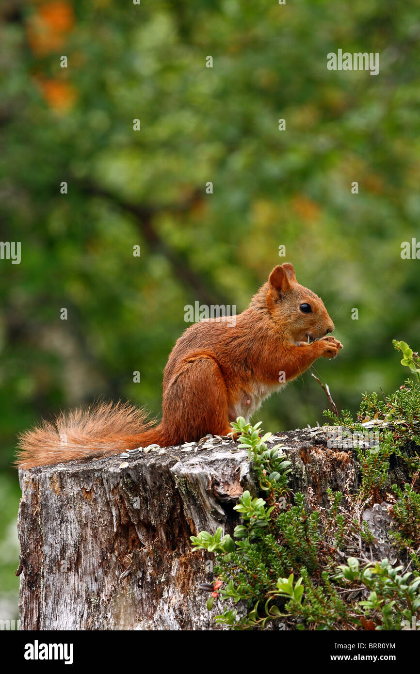 Red Squirrel (sciurus vulgaris) - on tree stump Stock Photo - Alamy