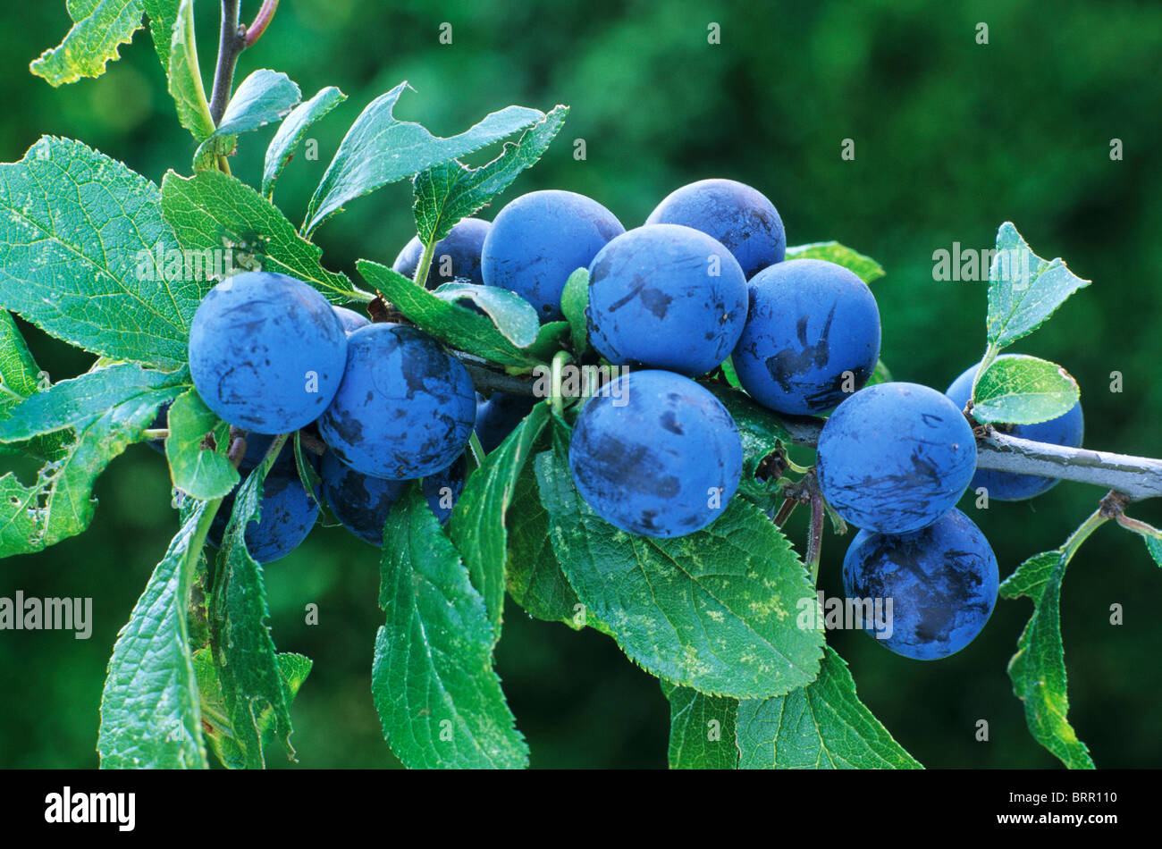 Prunus spinosa, blackthorn, sloe berries sloes growing blue berry fruit ...