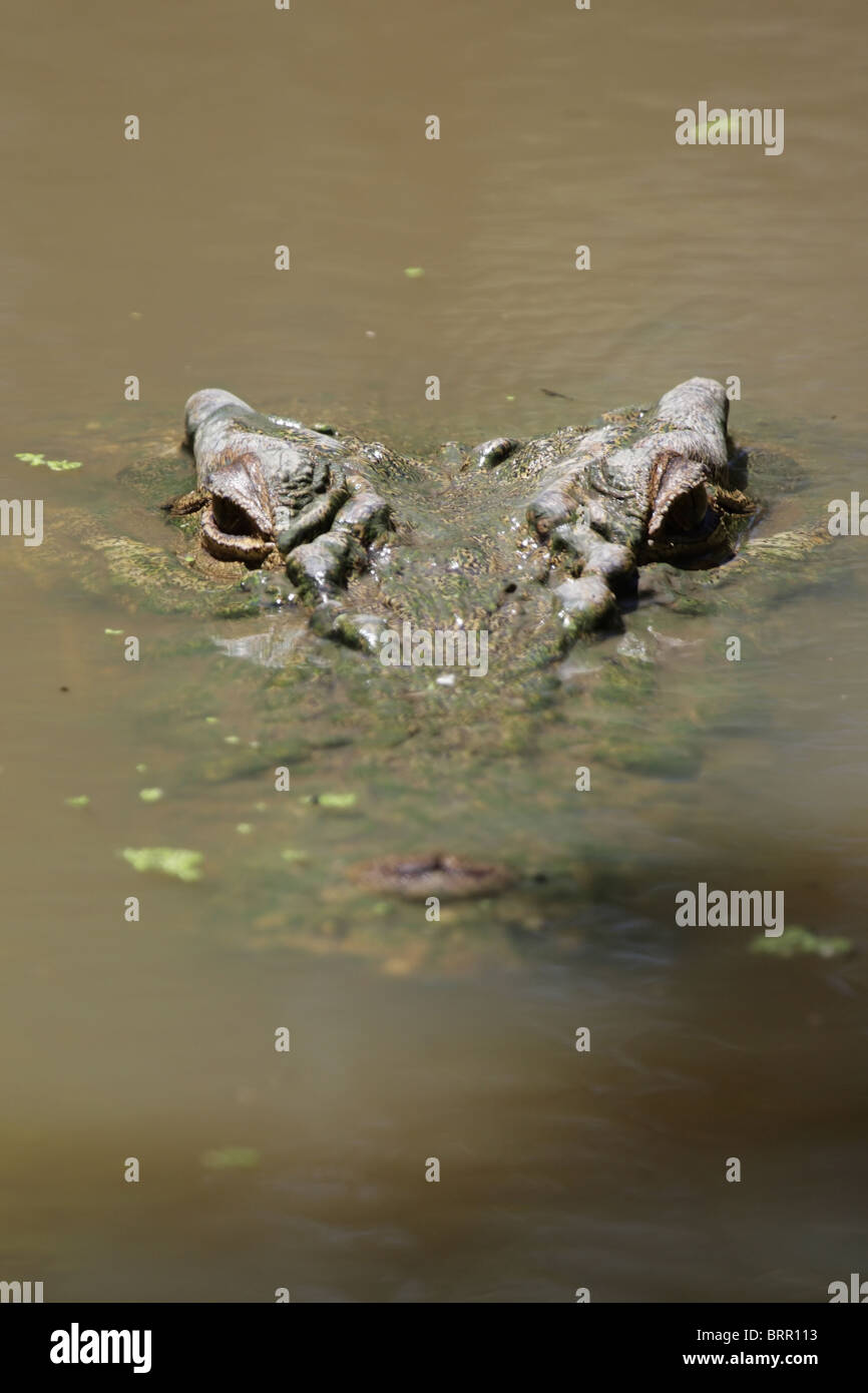 Estuarine Crocodile (Crocodylus porosus) or Saltwater Crocodile partly submerged in the water in ...