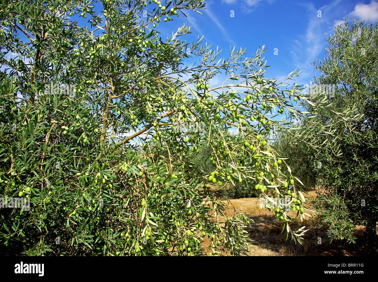 Olive tree field alentejo hi-res stock photography and images - Alamy