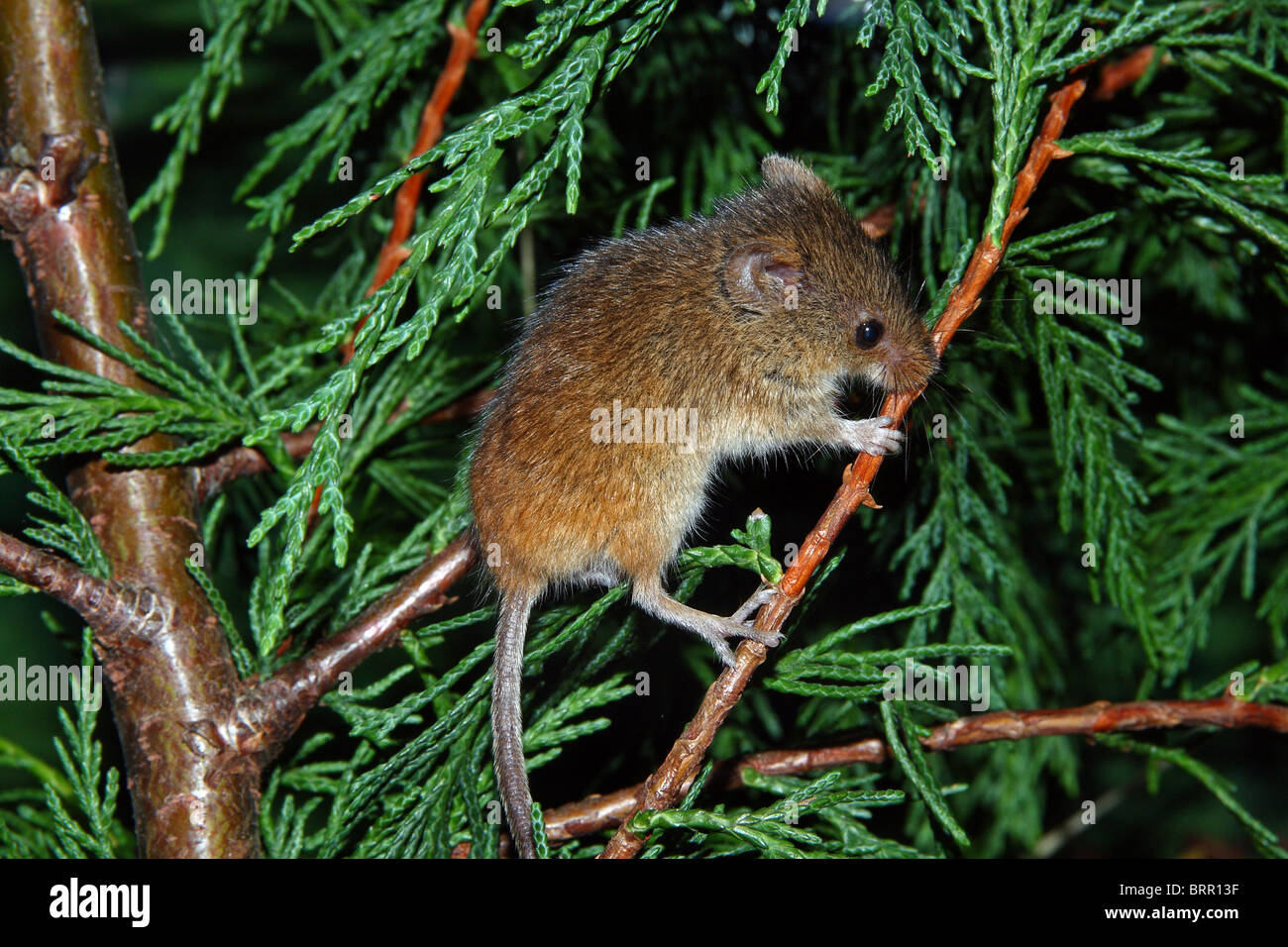 Harvest Mouse (Micromys minutus) - Europe's smallest mouse Stock Photo ...