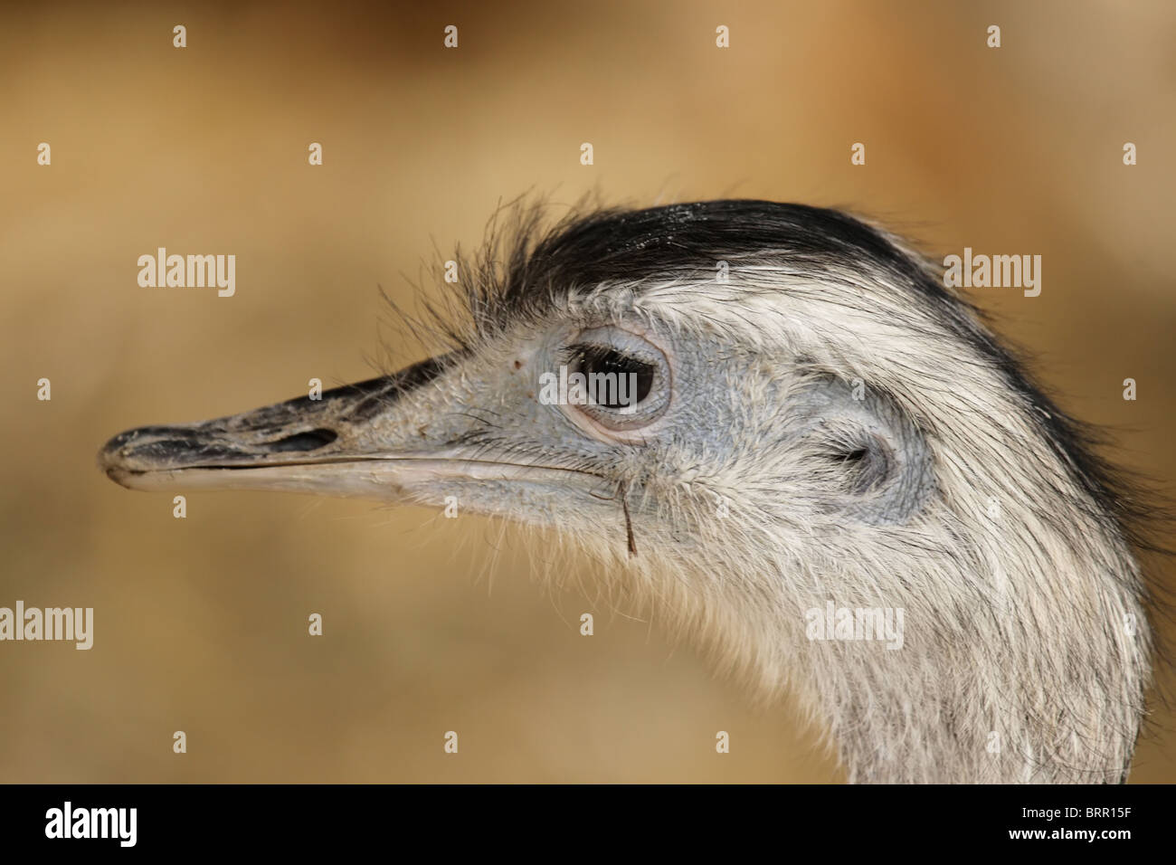 Portrait of a Greater Rhea (Rhea americana Stock Photo - Alamy