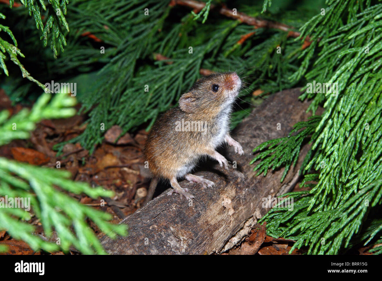 Harvest Mouse (Micromys minutus) - Europe's smallest mouse Stock Photo ...