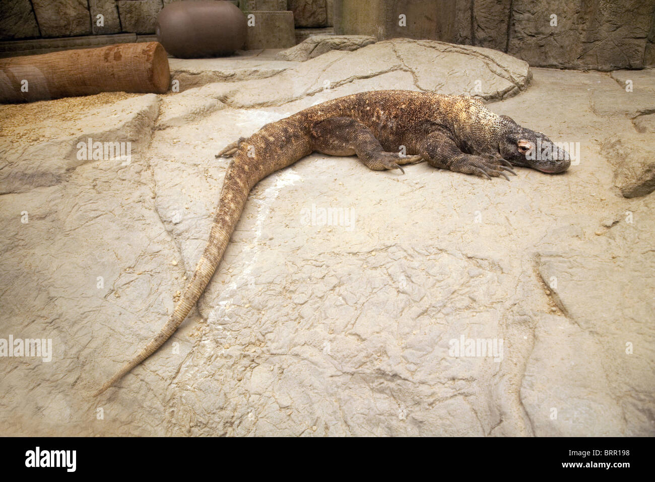 Captive Komodo Dragon, Shark Reef aquarium, Mandalay Bay hotel, the ...