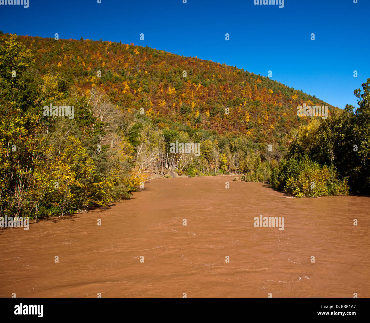 Brown raging river flows through valley of fall trees Stock Photo - Alamy