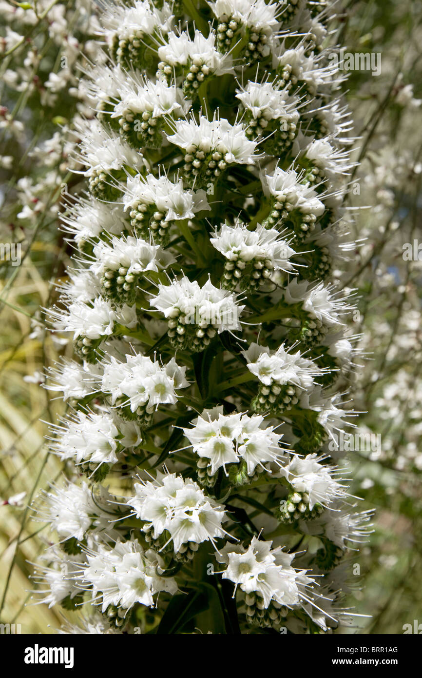 white spring flowers, echium simplex or tower of jewels , Macizo de ...