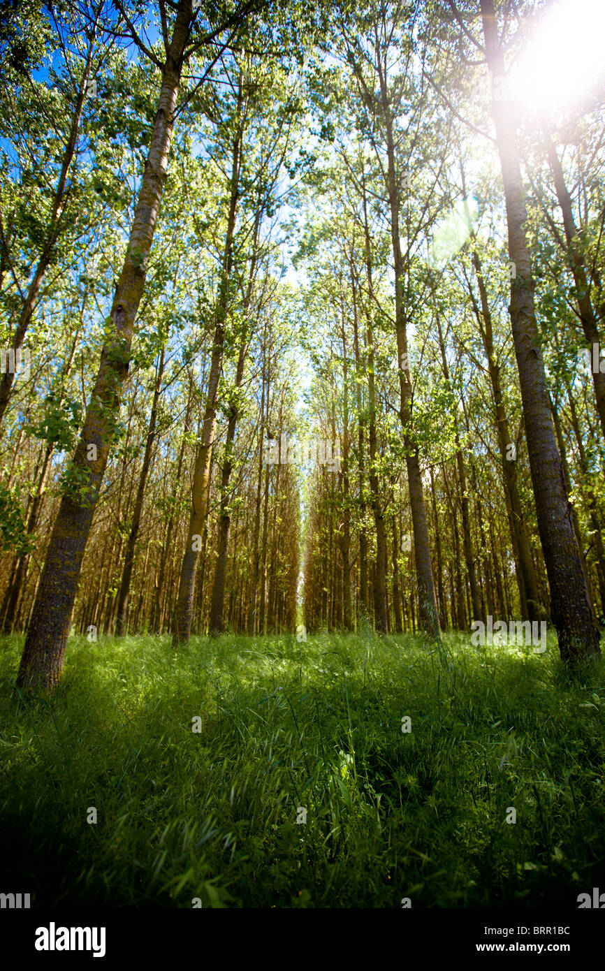 Picture of trees in sunlight hi-res stock photography and images - Alamy